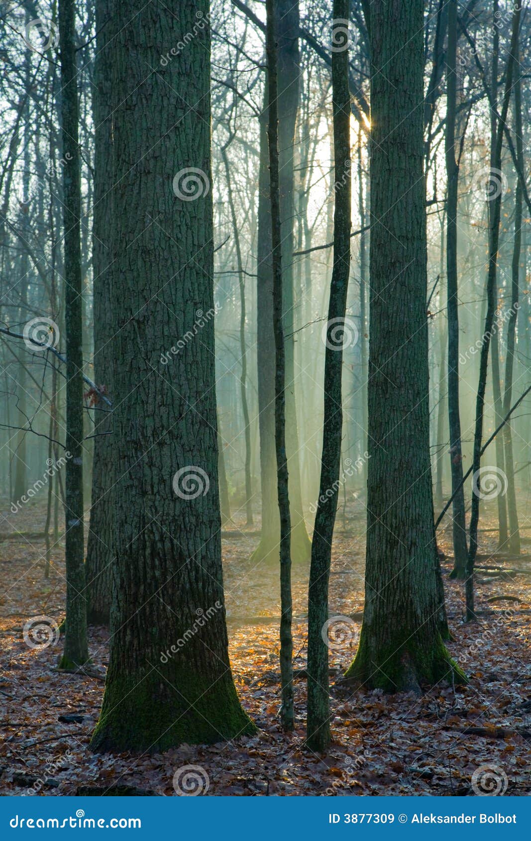 Beams of Ligth Entering Forest Stock Image - Image of hazy ...