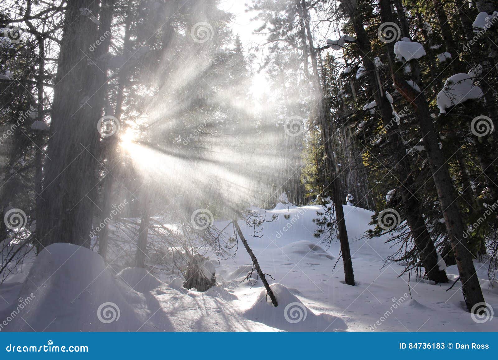 Beams of Sunlight Shine through Falling Snow in the Forest. Stock Image ...