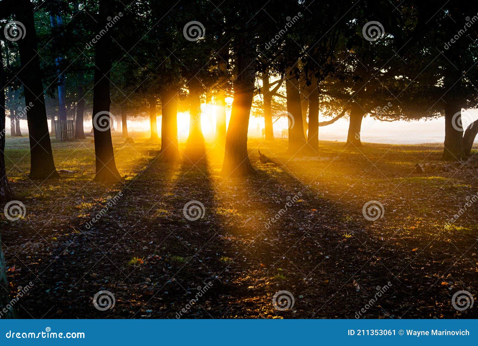 Beams of Sunlight Streaming through the Trees Stock Image - Image of ...