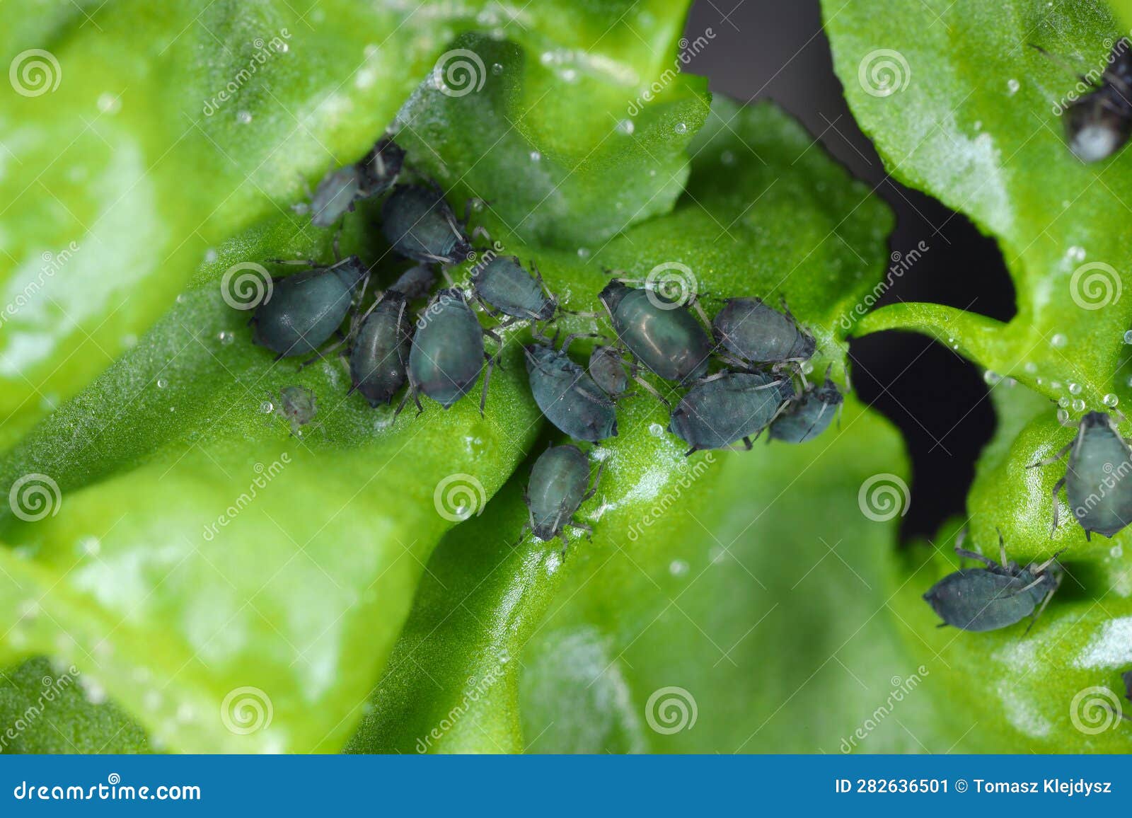 Black Bean Aphids