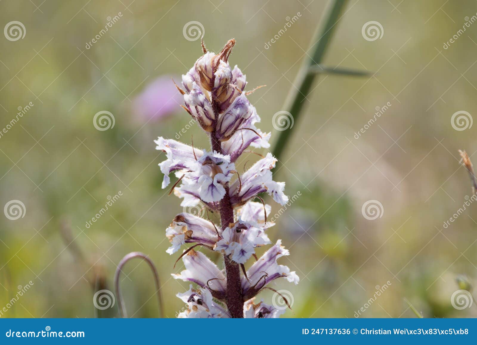 Bean Broomrape, Orobanche Crenata Stock Photo - Image of beauty ...