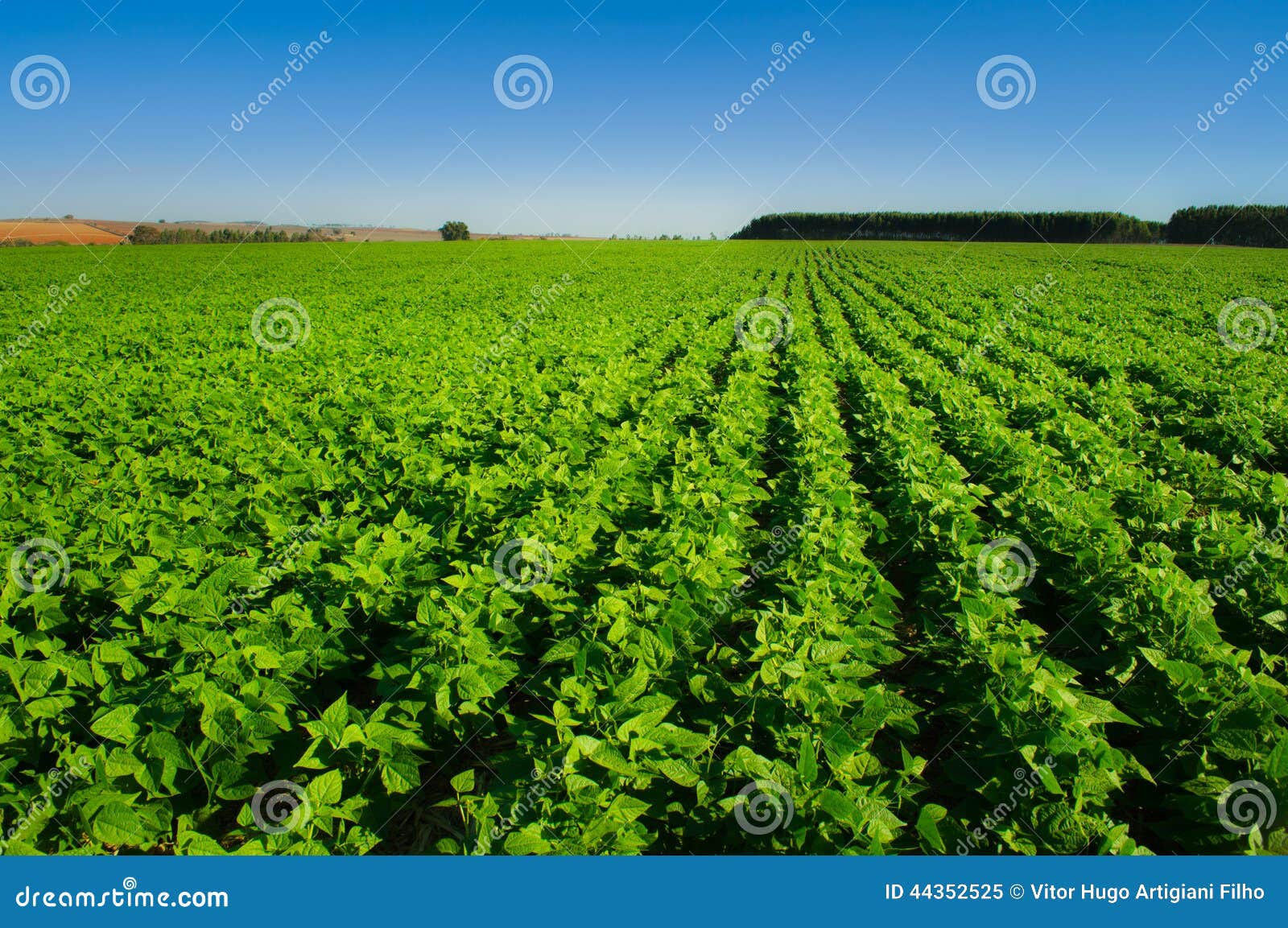 Bean crop stock image. Image of beautiful, crop, agriculture - 44352525