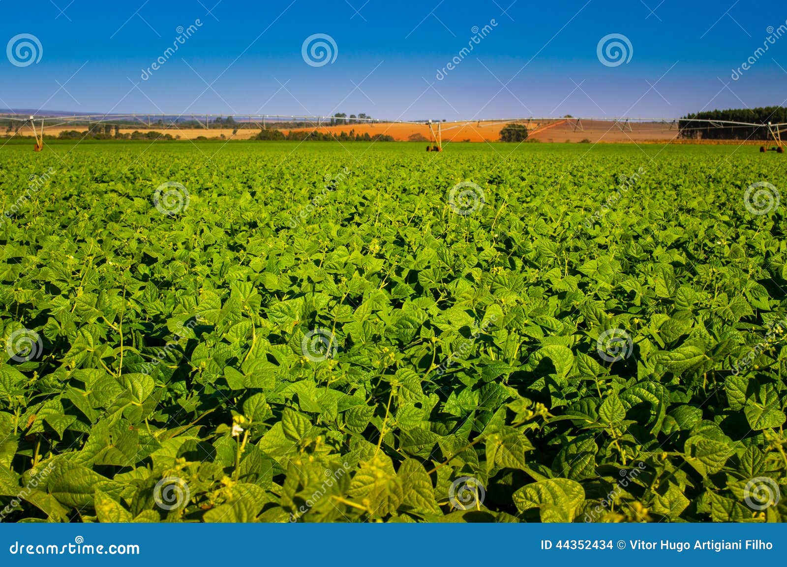 Bean crop stock photo. Image of horticulture, food, leafs - 44352434