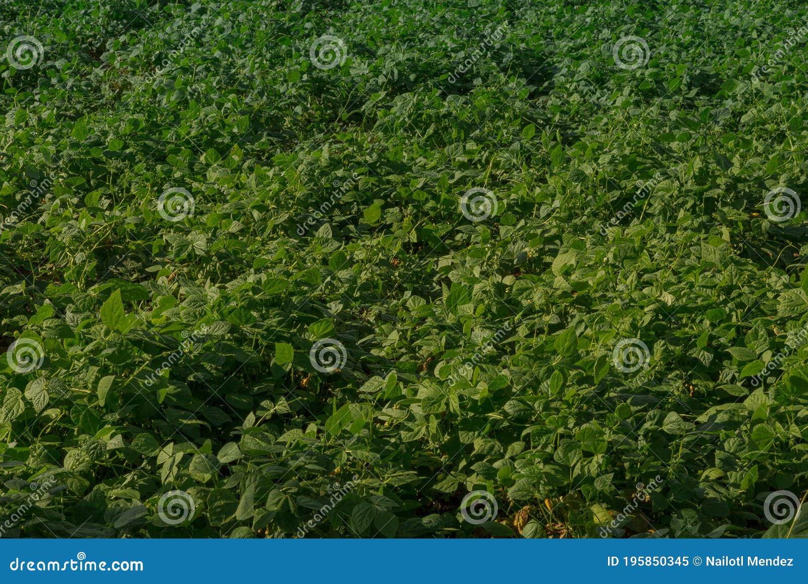Bean crop field in mexico stock image. Image of autumn - 195850345