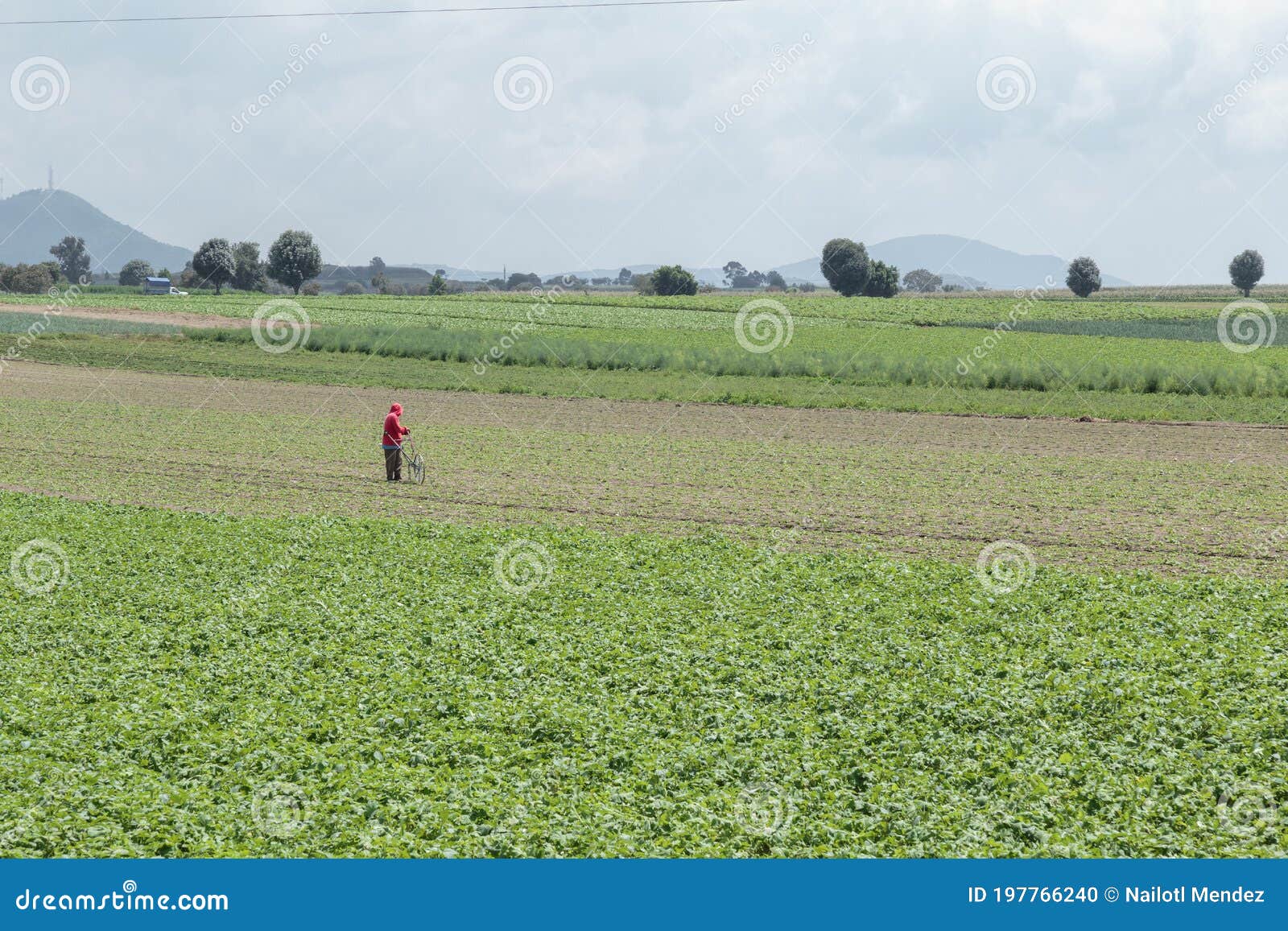 Bean crop field in mexico editorial image. Image of organic - 197766240