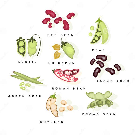 Bean Cultures with Names Set Ilustração do Vetor - Ilustração de fundo ...