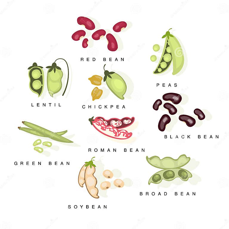 Bean Cultures with Names Set Ilustração do Vetor - Ilustração de fundo ...
