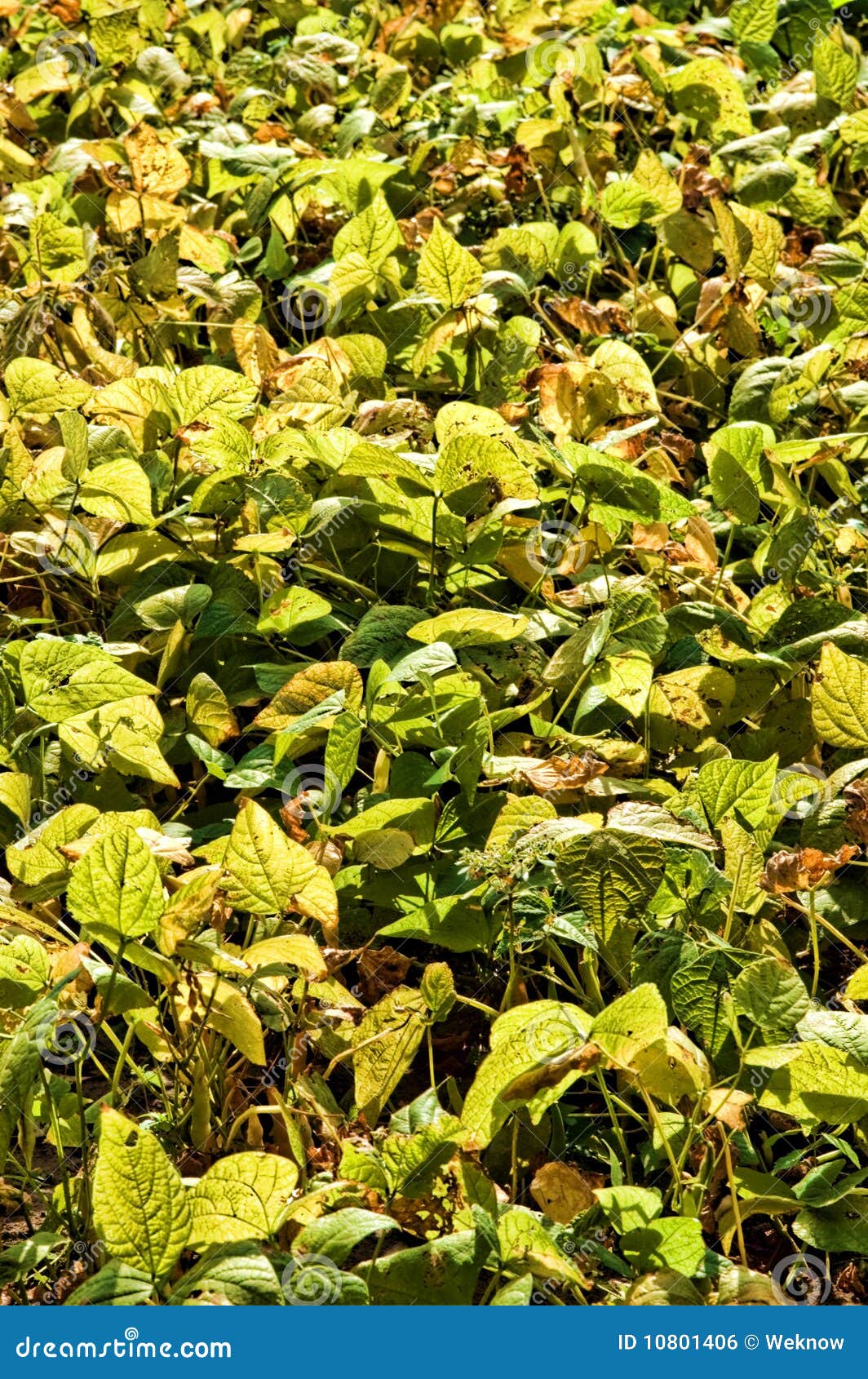 Bean field stock photo. Image of healthy, farm, countryside - 10801406
