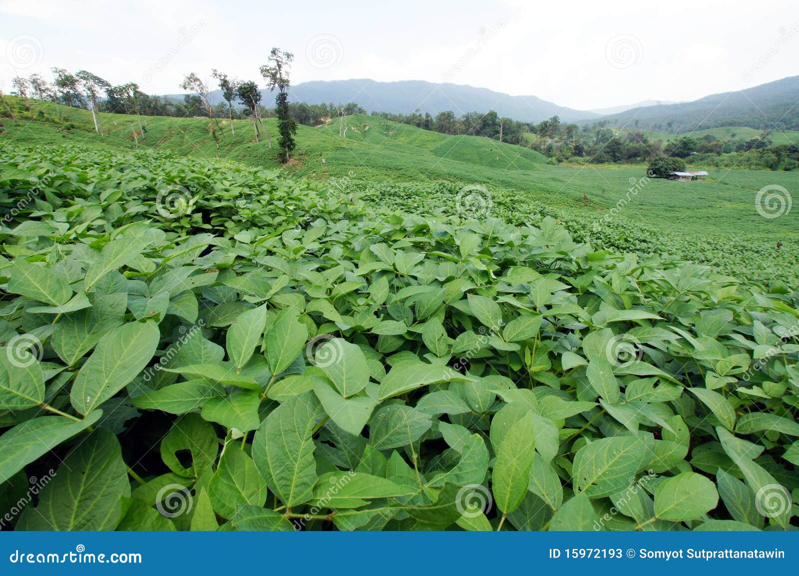 Bean field stock image. Image of mountain, leaf, tree - 15972193