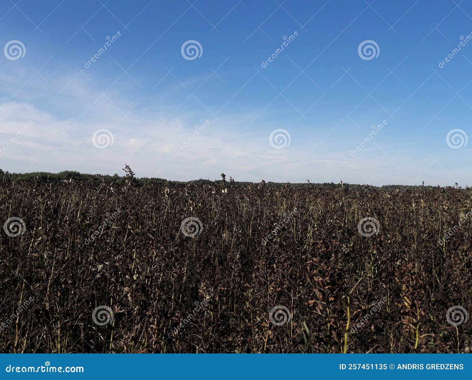 Bean field stock image. Image of autumn, farmer, field - 257451135