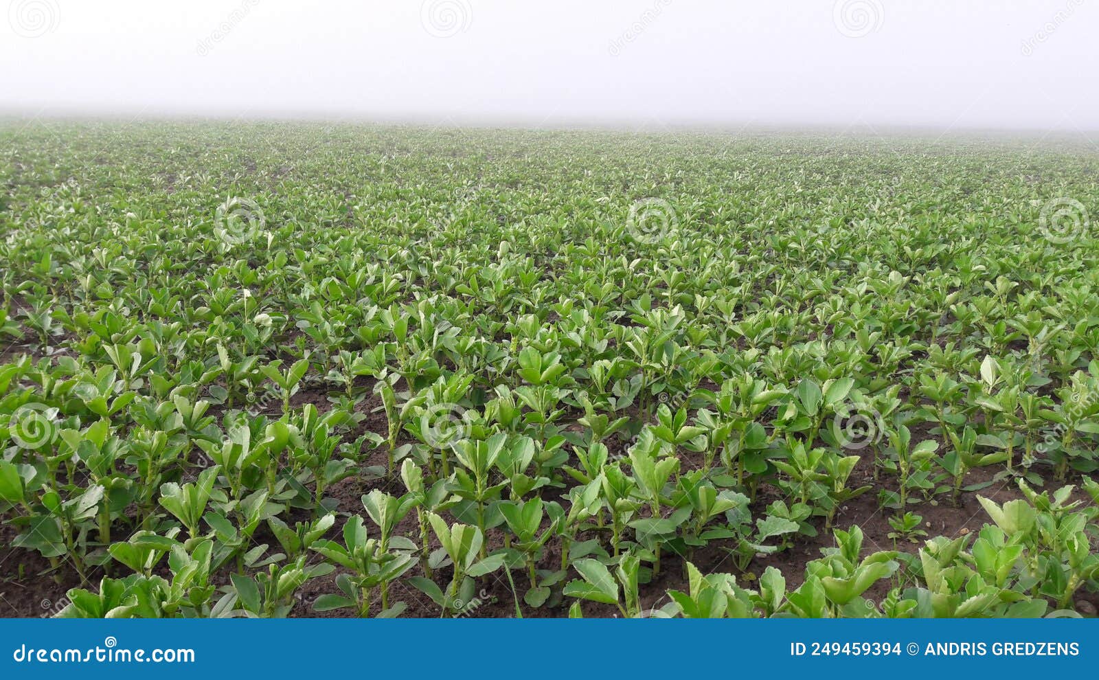 Bean field stock photo. Image of fodder, produce, tree - 249459394