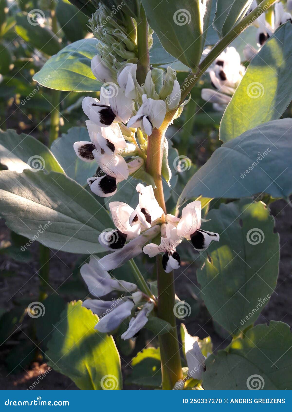 Bean field stock photo. Image of bean, herb, petal, nature - 250337270