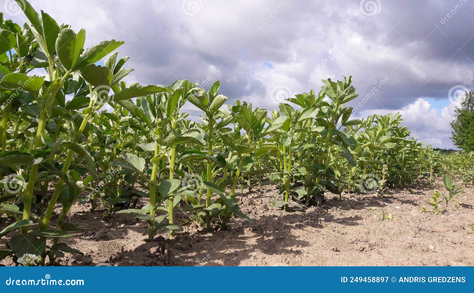 Bean field stock image. Image of plant, fodder, background - 249458897