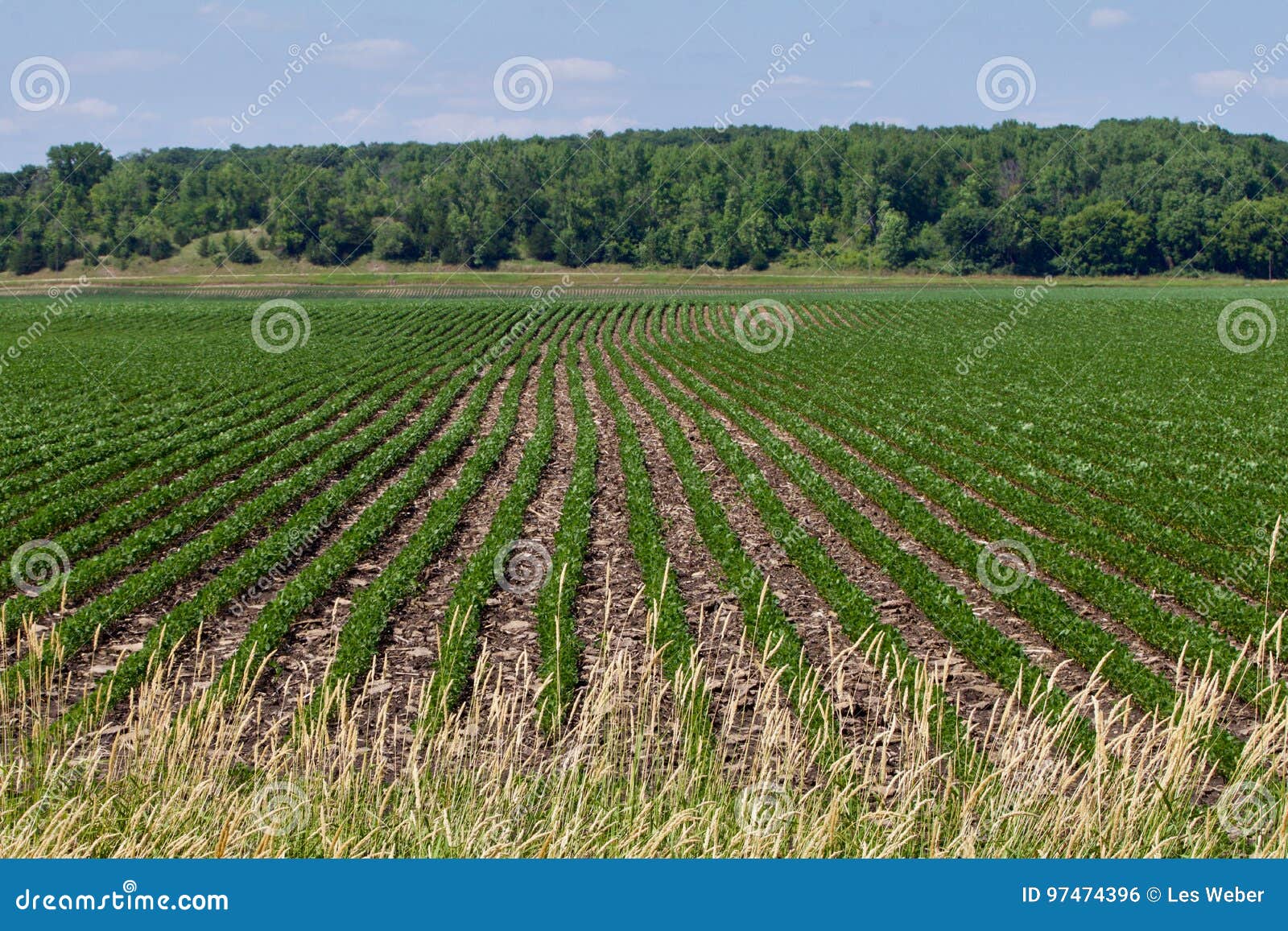 Bean field stock photo. Image of farm, field, growth - 97474396