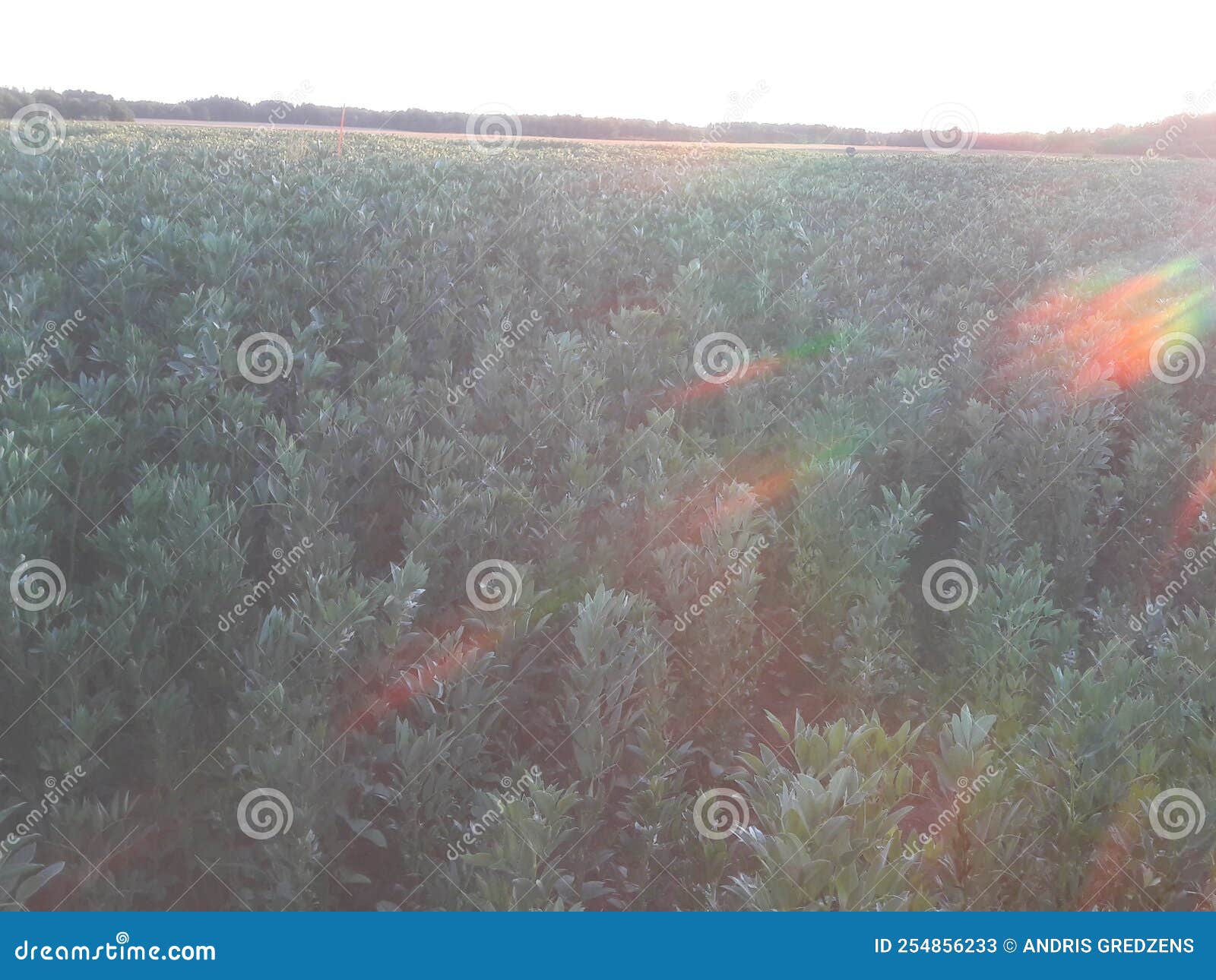 Bean fields stock image. Image of agriculture, painting - 254856233