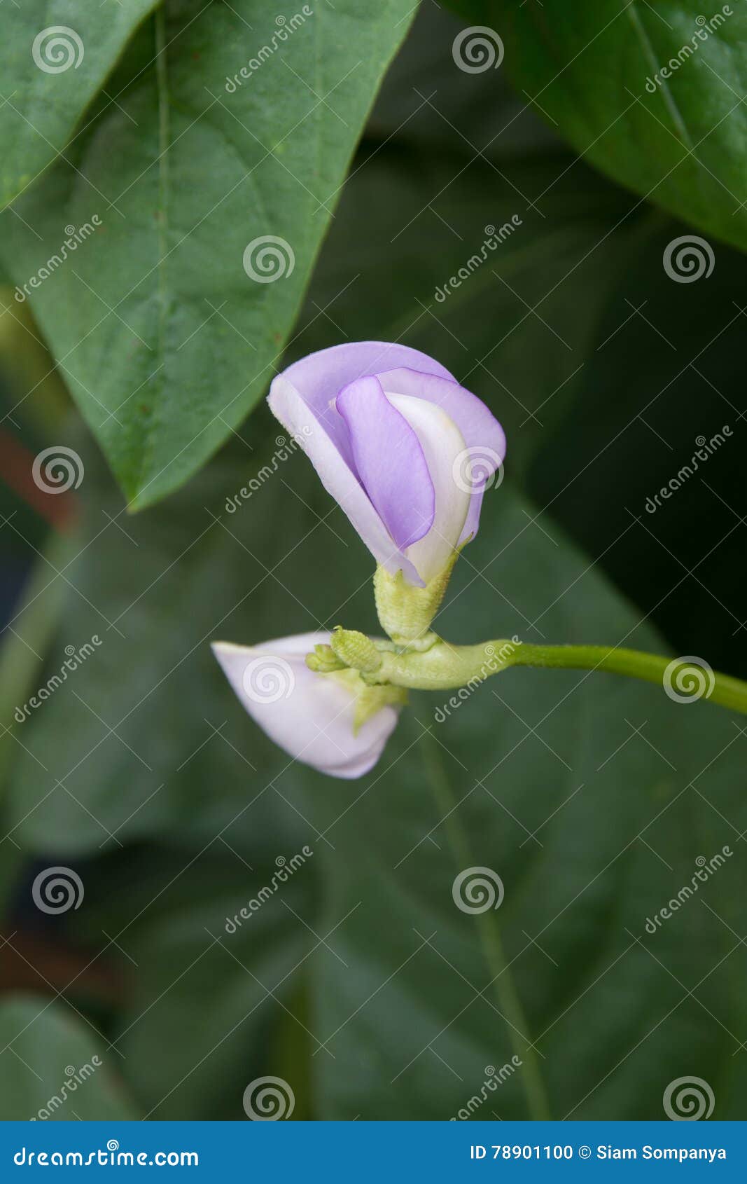 Bean flower in garden stock photo. Image of agriculture - 78901100