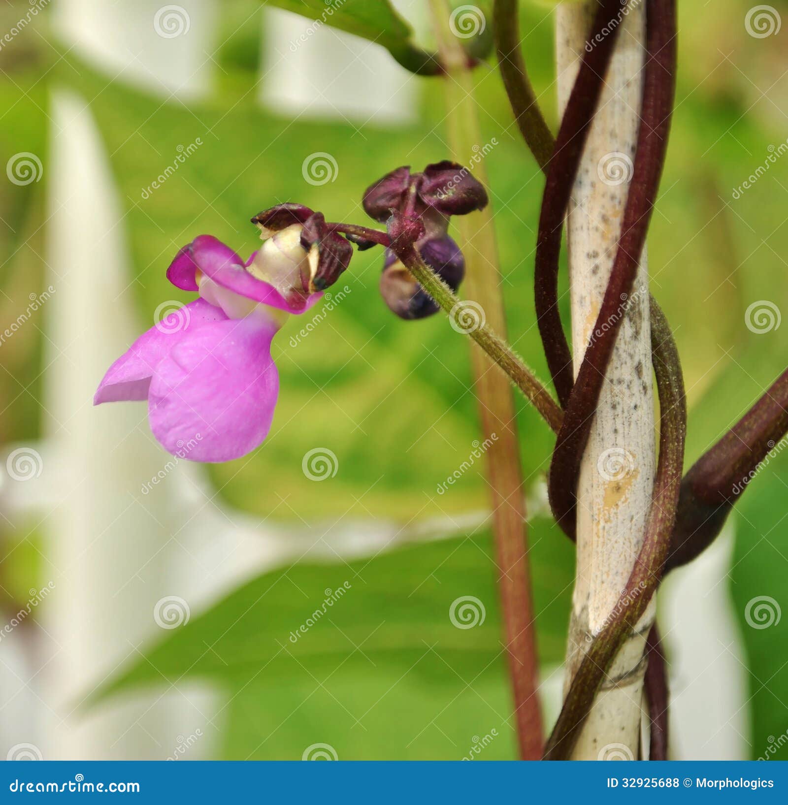 Bean flower stock photo. Image of growth, close, cooking - 32925688