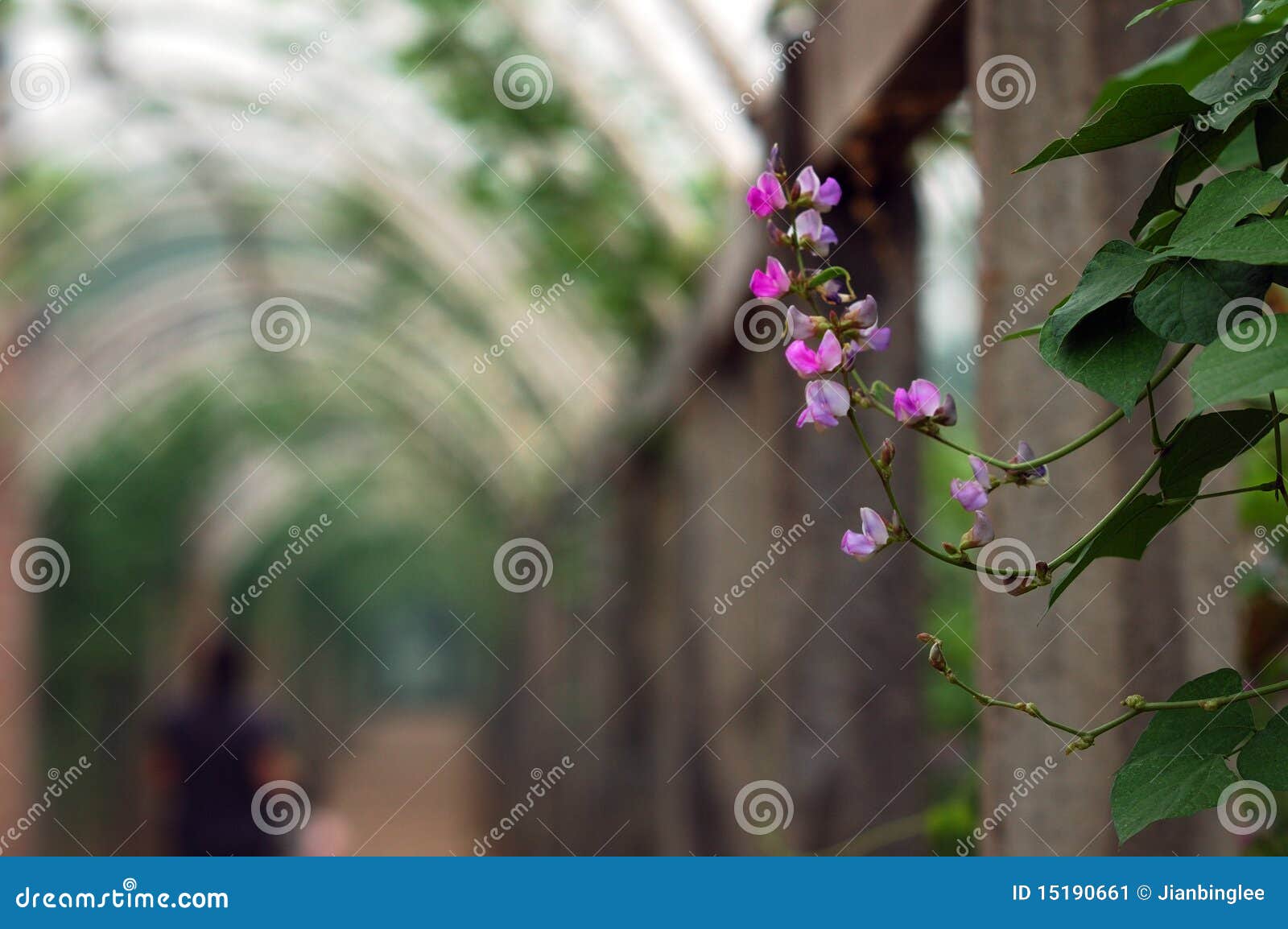 Bean flowers stock image. Image of agriculture, leaf - 15190661