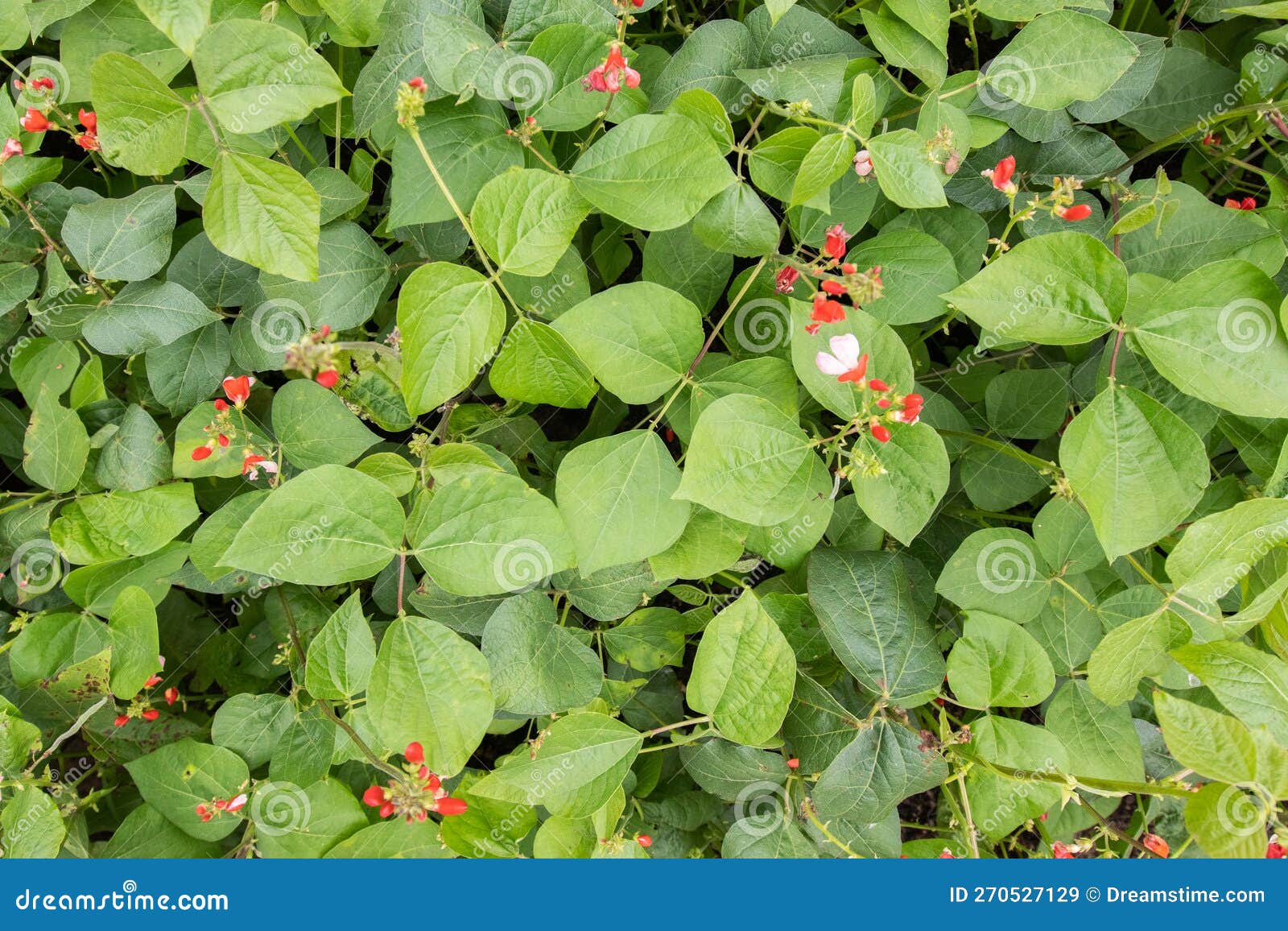 Bean flowers stock image. Image of beauty, nature, floral - 270527129
