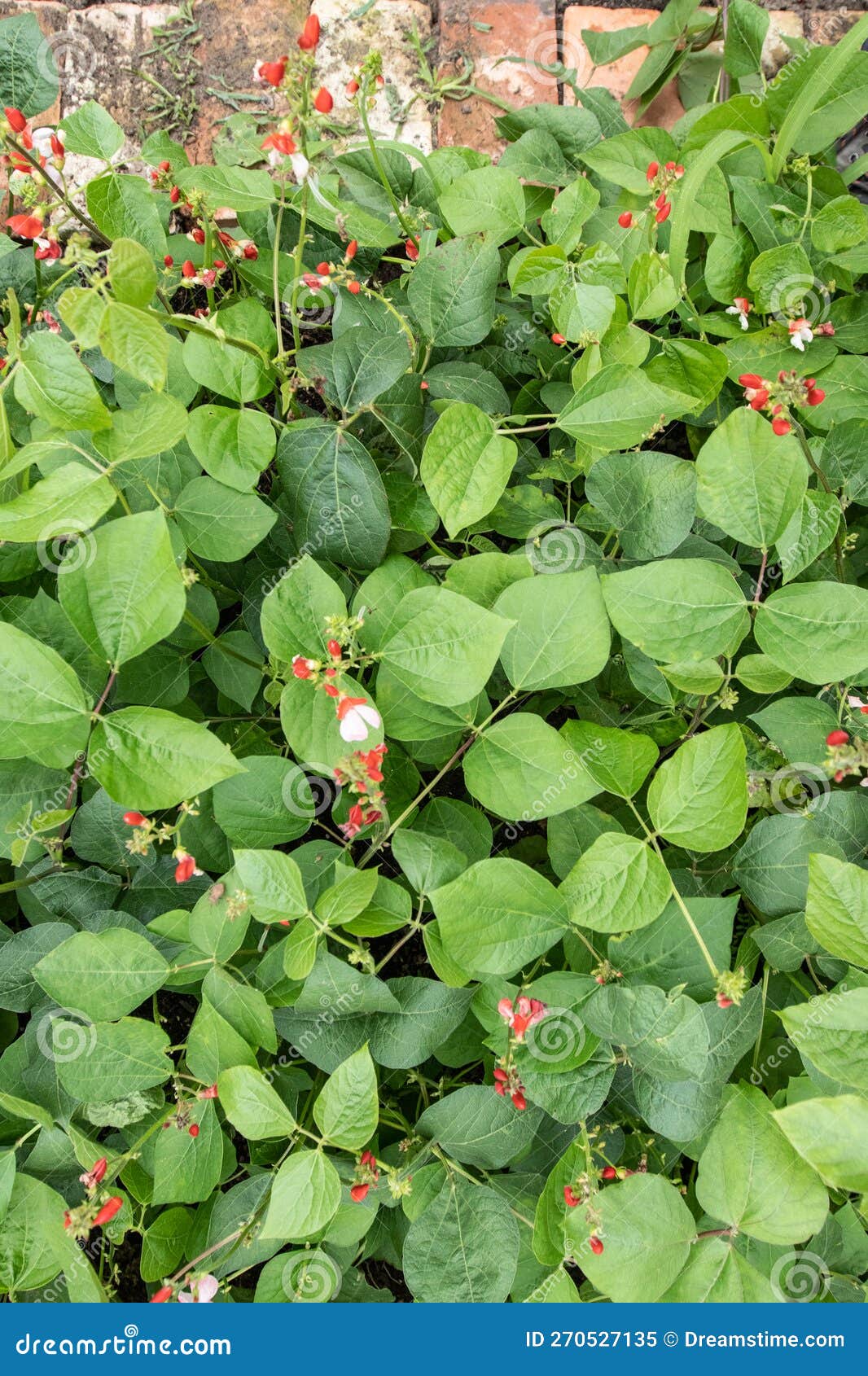 Bean flowers stock image. Image of garden, beauty, fresh - 270527135