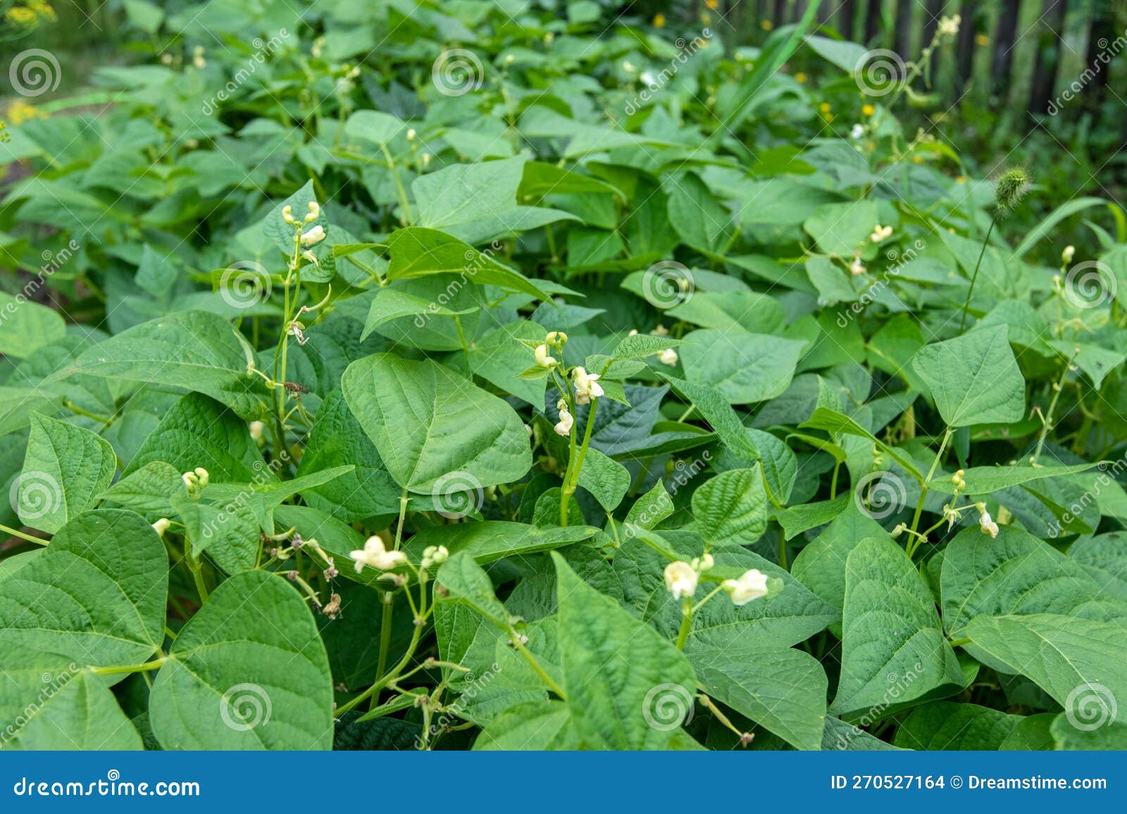 Bean flowers stock photo. Image of leaf, healthy, natural - 270527164