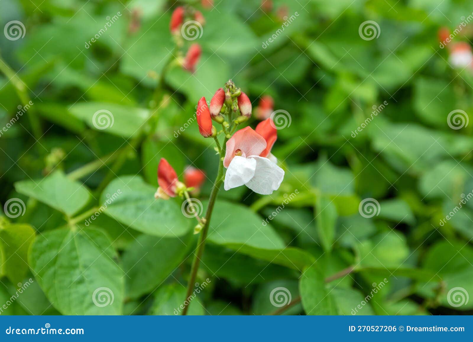 Bean flowers stock photo. Image of flowers, closeup - 270527206