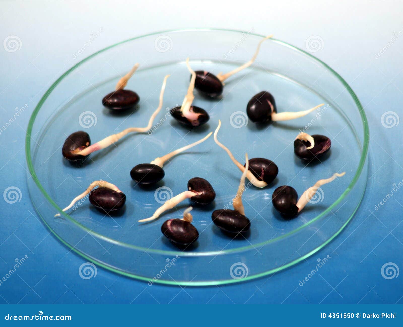 Bean germ stock photo. Image of sponge, container, horticulture - 4351850