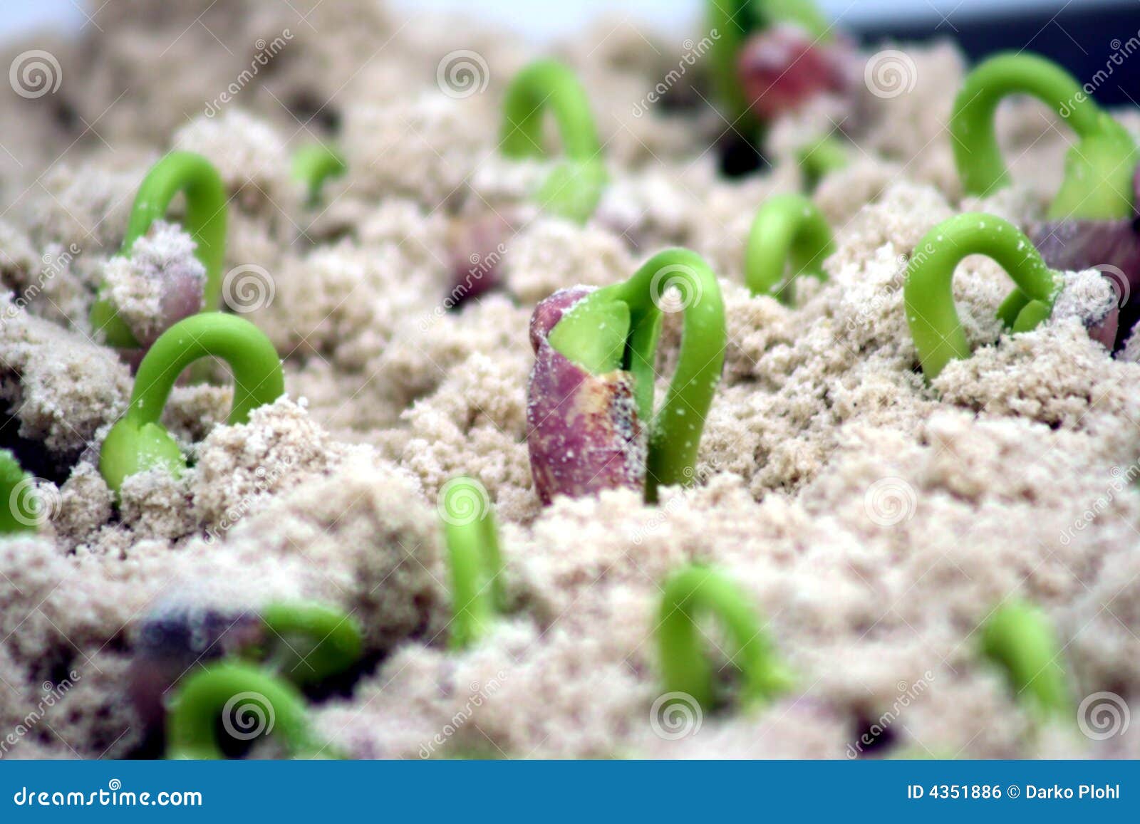 Bean germ stock photo. Image of garden, technician, increase - 4351886