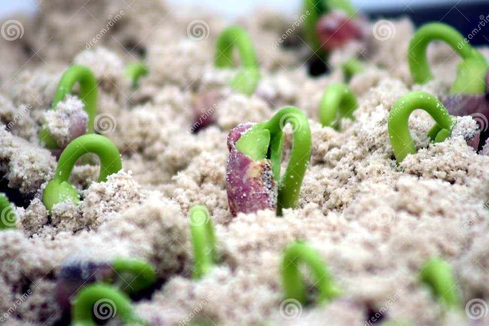 Bean germ stock photo. Image of garden, technician, increase - 4351886