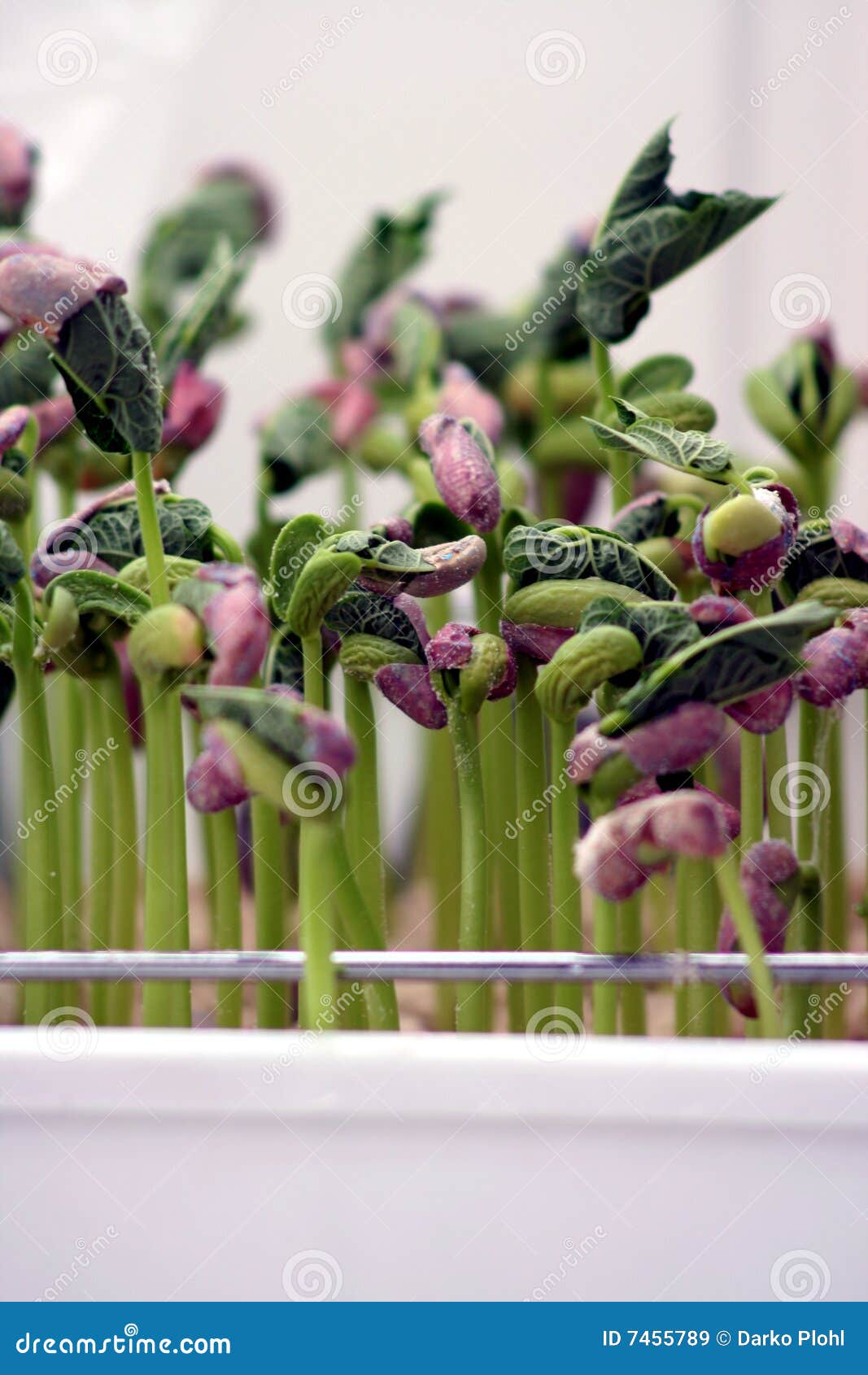 Bean germ stock image. Image of duplicating, bean, beans - 7455789