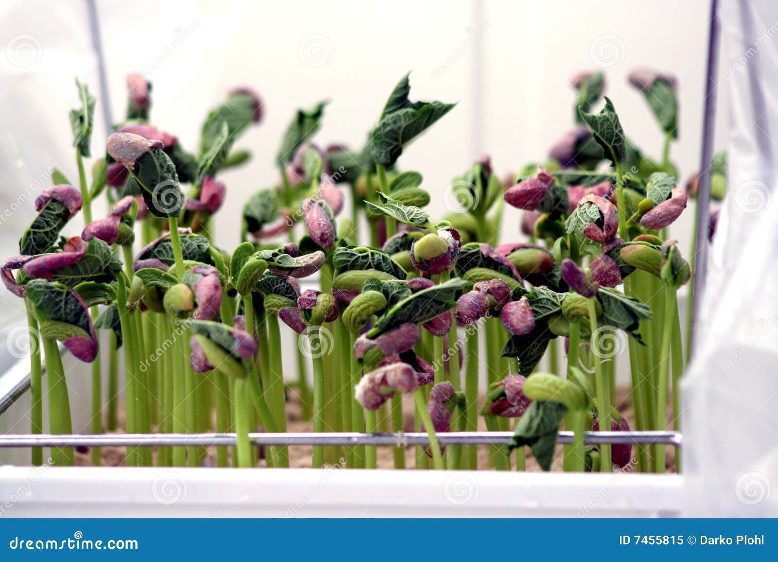 Bean germ stock image. Image of laboratory, copying, container - 7455815