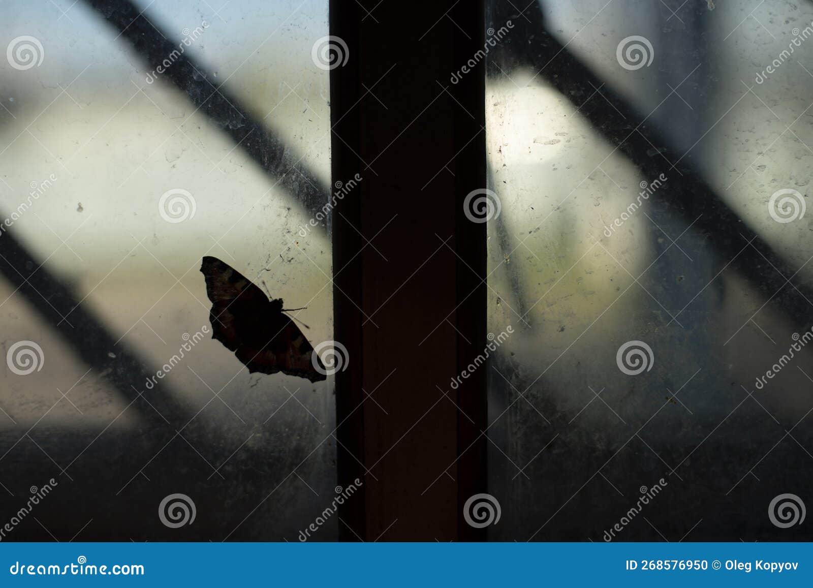 Bean on Glass. Butterfly on Window. Interior Details Stock Photo ...