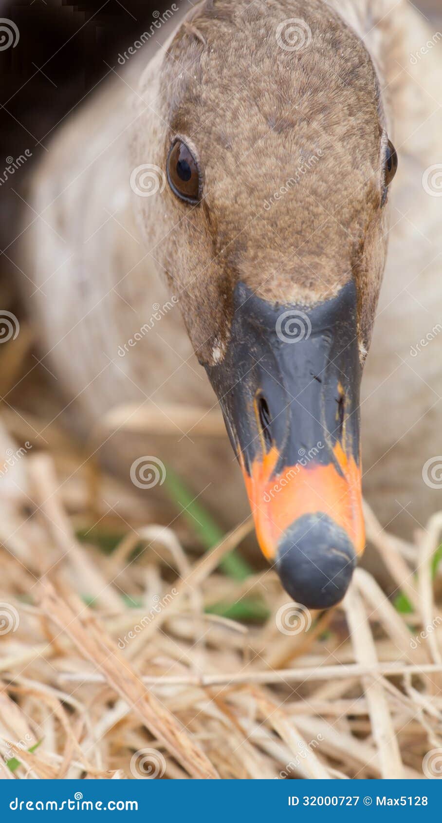 Bean goose Anser fabalis stock image. Image of fowl, waterfowl - 32000727