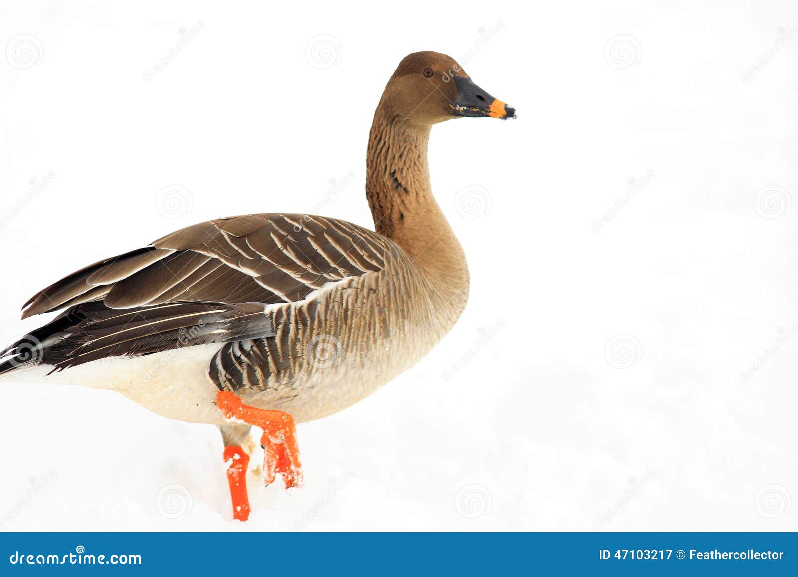 Bean goose stock image. Image of snow, east, bean, white - 47103217
