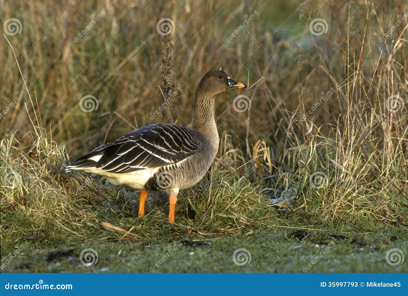 Bean goose, Anser fabalis stock image. Image of anser - 35997793