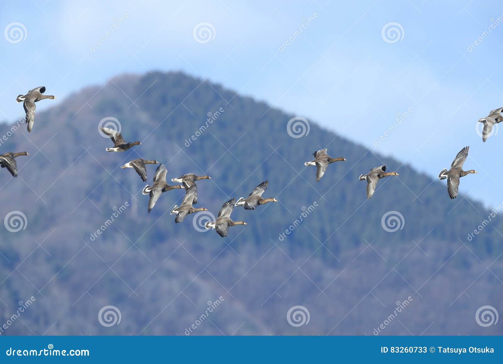 Bean goose in flight stock image. Image of goose, migratory - 83260733