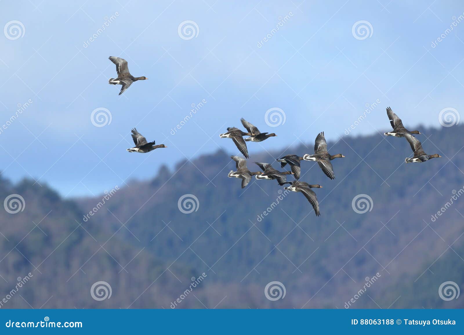 Bean goose in flight stock photo. Image of moment, wild - 88063188