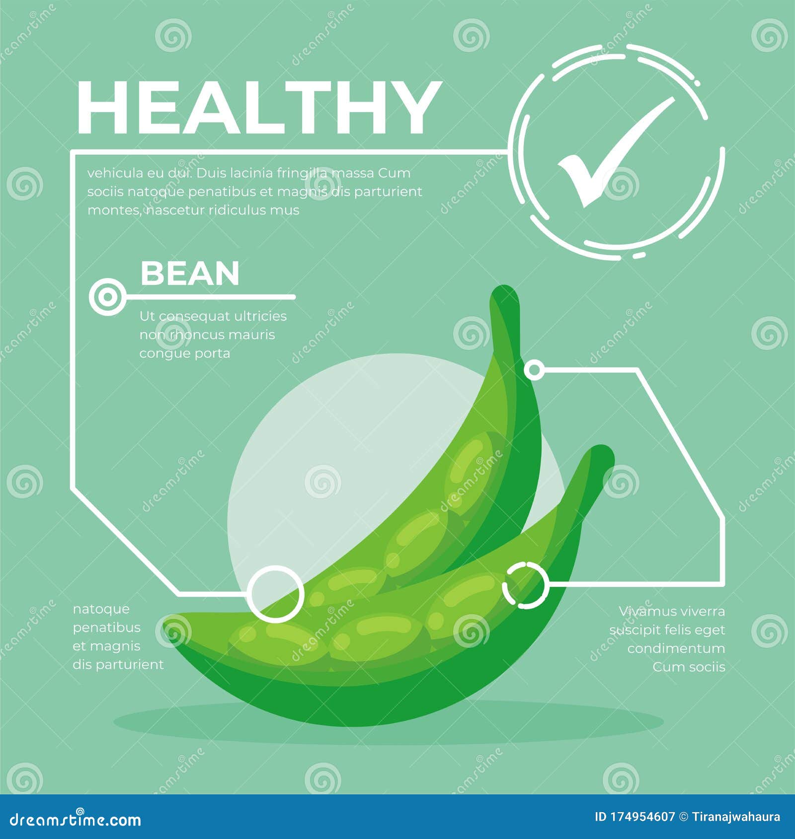 Bean Infographic Vector Design, Fresh Vegetable Stock Vector ...