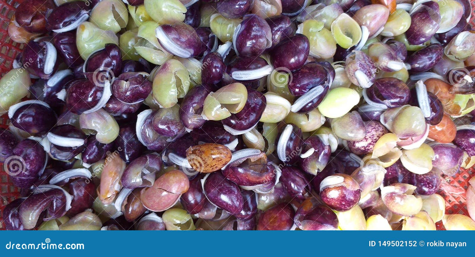 Bean peel stock photo. Image of vegetable, peel, multicolor - 149502152