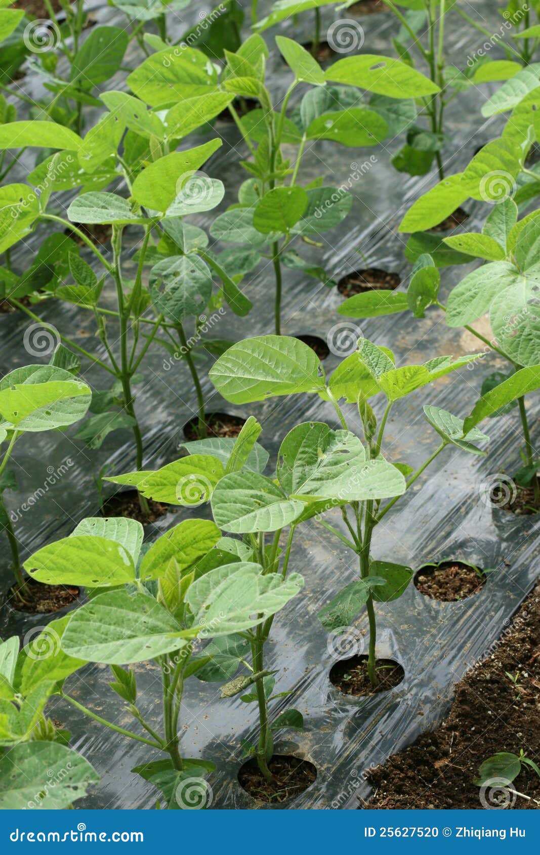 Bean plant stock photo. Image of garden, freshness, agriculture - 25627520