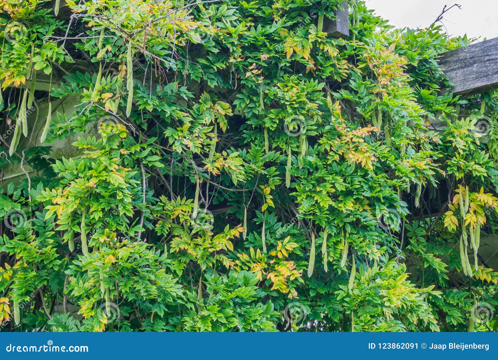 Bean plant on the ceiling stock image. Image of beans - 123862091