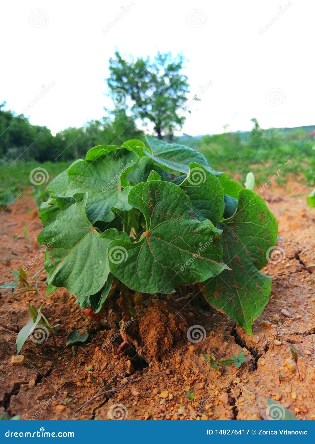 Bean plant in dry soil stock image. Image of bean, soil - 148276417