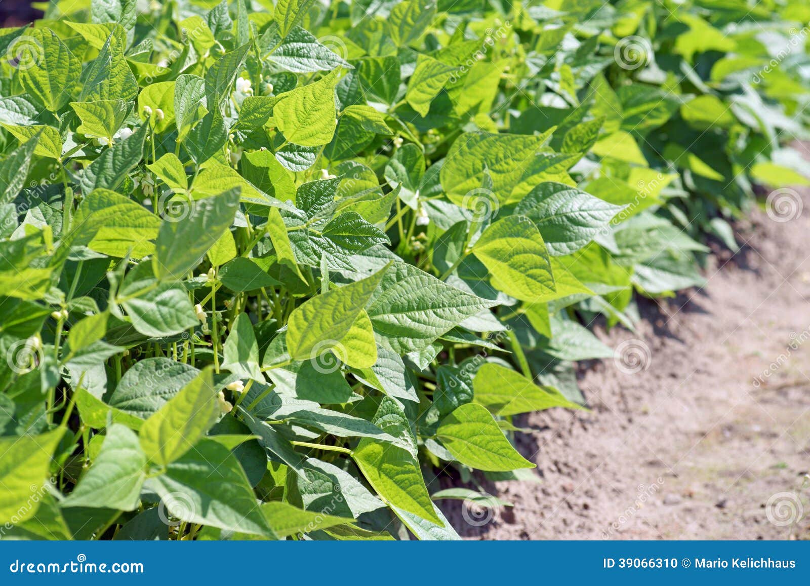 Bean Plant stock photo. Image of farming, growing, gardening - 39066310