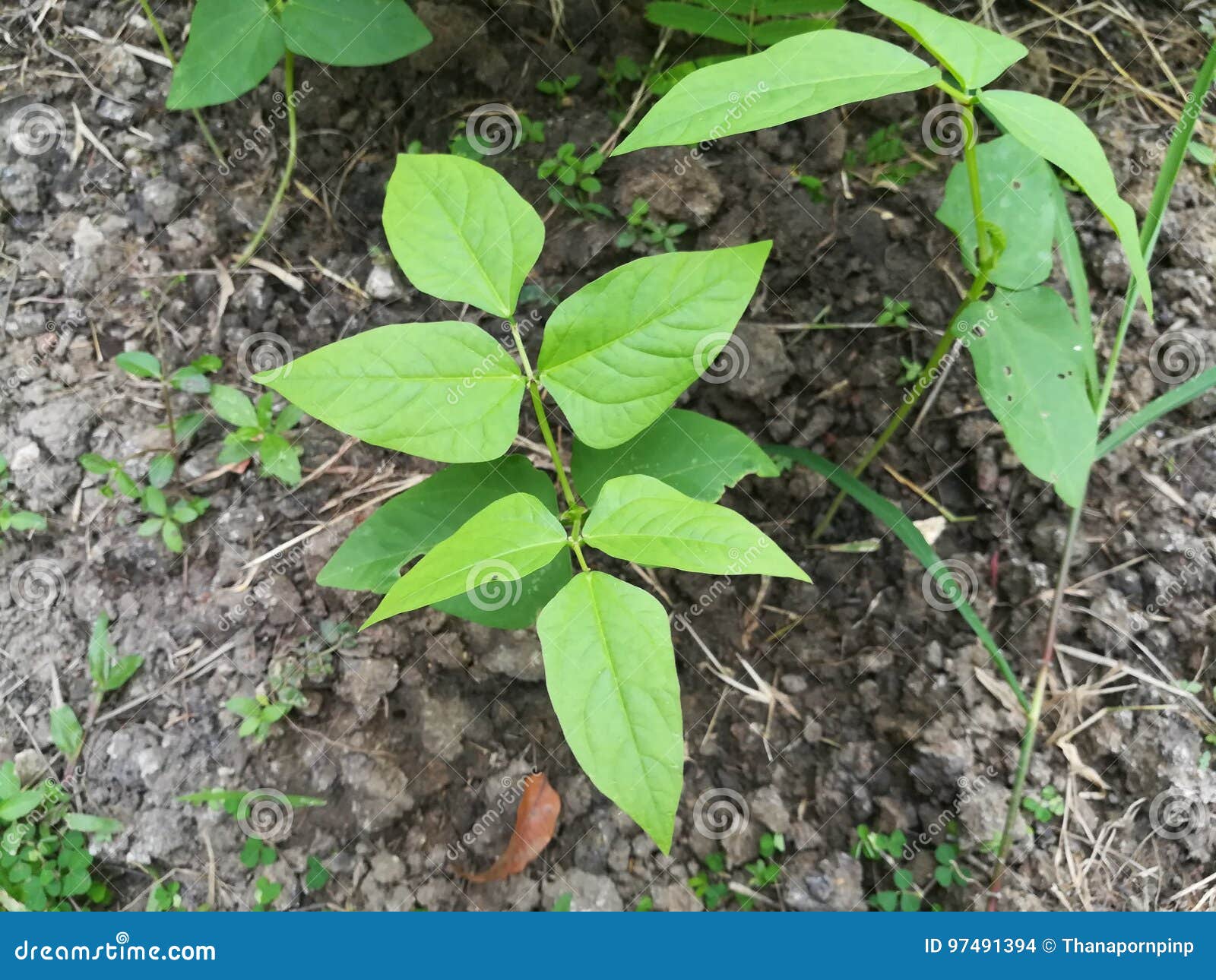 Bean plant in the garden stock photo. Image of gardening - 97491394