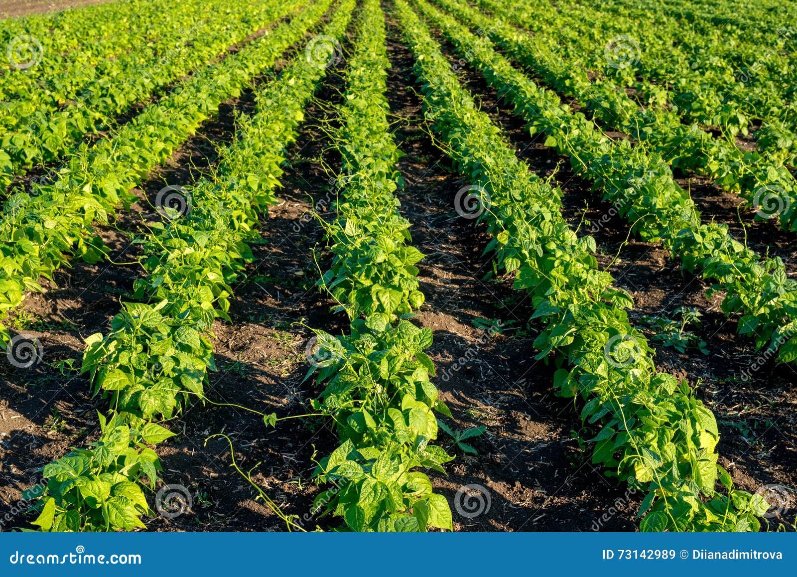 Bean plants in the field stock image. Image of scene - 73142989