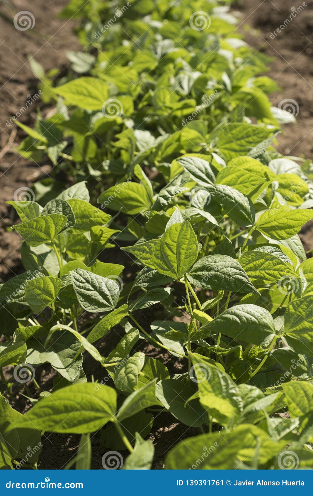 Bean plants in the garden stock image. Image of agriculture - 139391761
