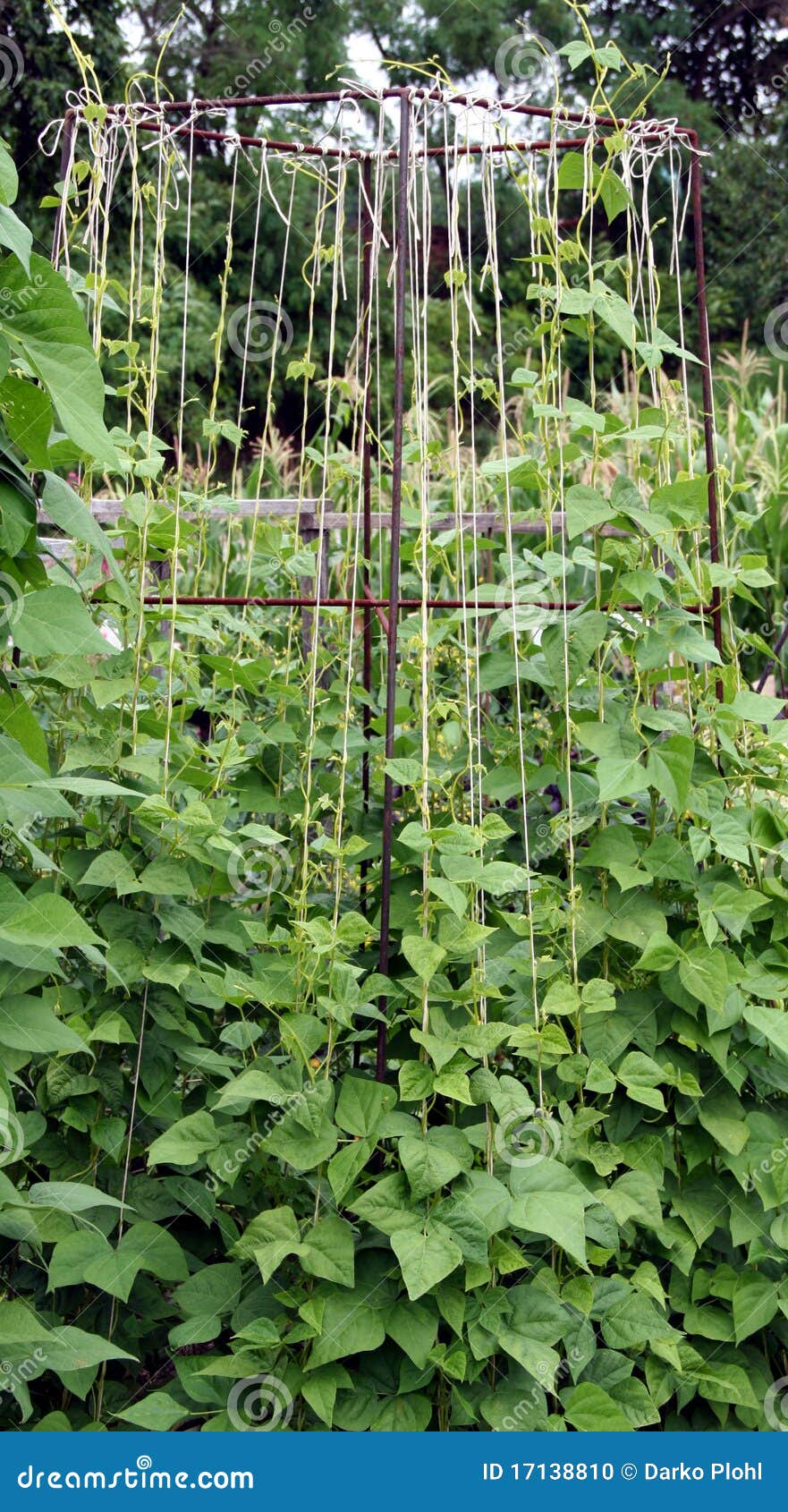 Bean Plants on the Garden Bed Stock Photo - Image of pplants, creeper ...