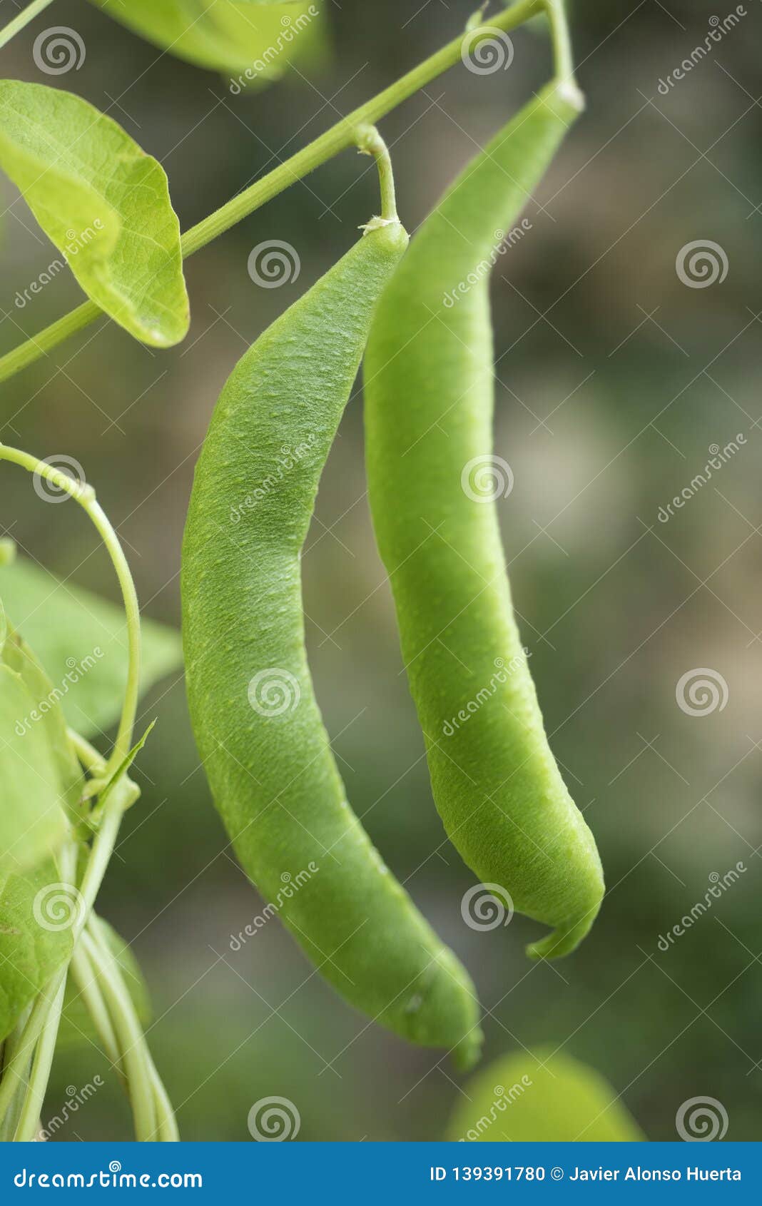 Bean Plants in the Garden, Fruit Stock Photo - Image of growth, food ...