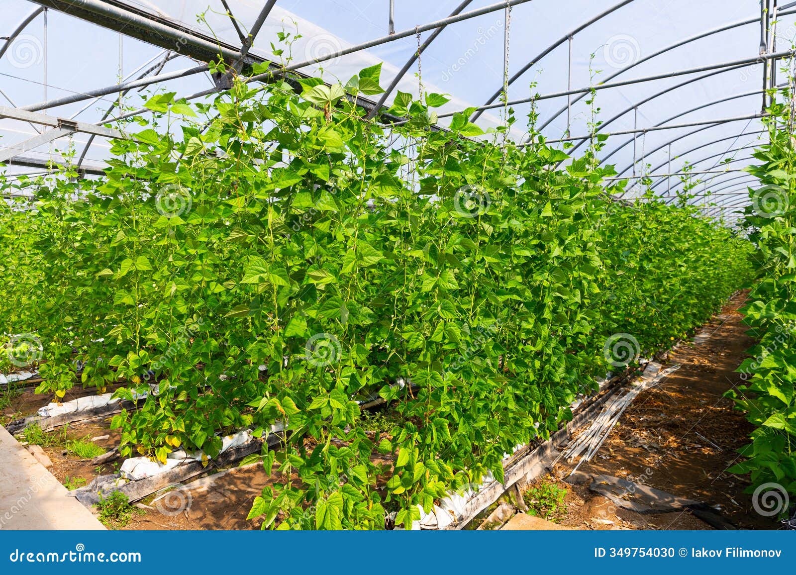 Bean Plants Grow in Rows in a Greenhouse Stock Photo - Image of ...