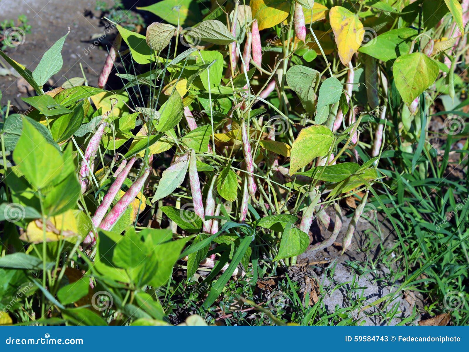 Bean Plants with Pods in Large Vegetable Garden Stock Image - Image of ...